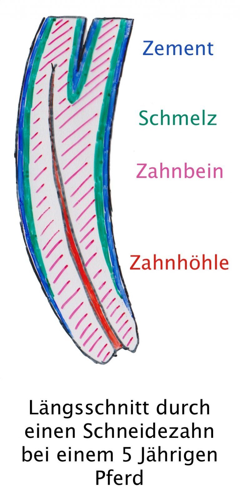 Das Pferdegebiss erklärt - Tipps zum Pferd
