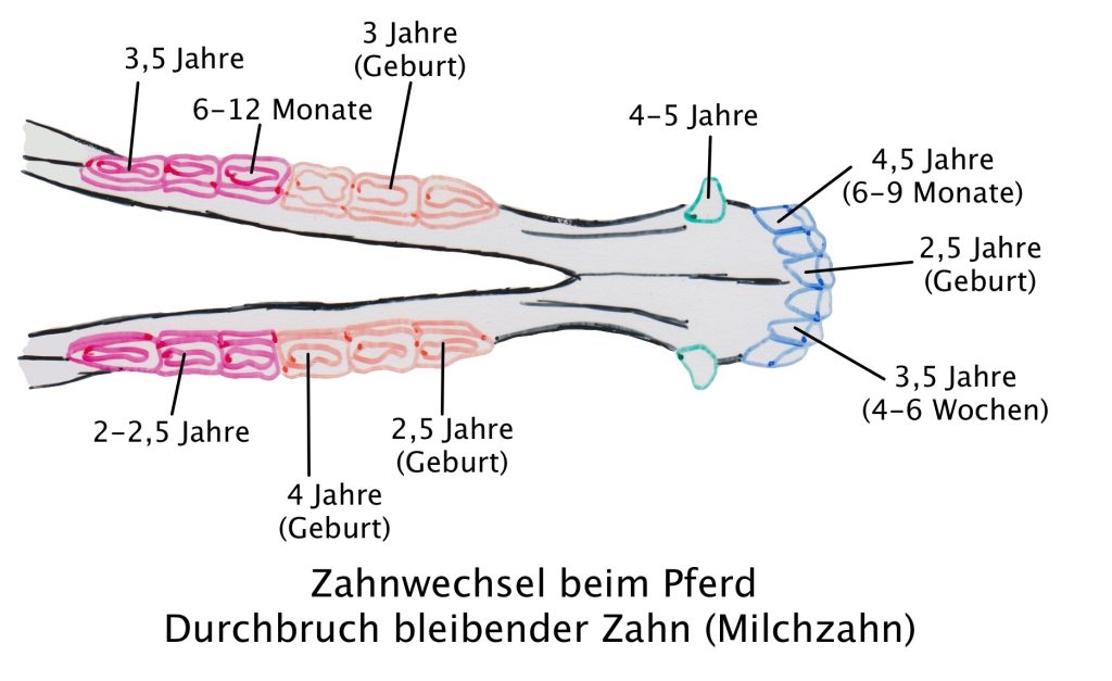 Das Pferdegebiss erklärt - Tipps zum Pferd
