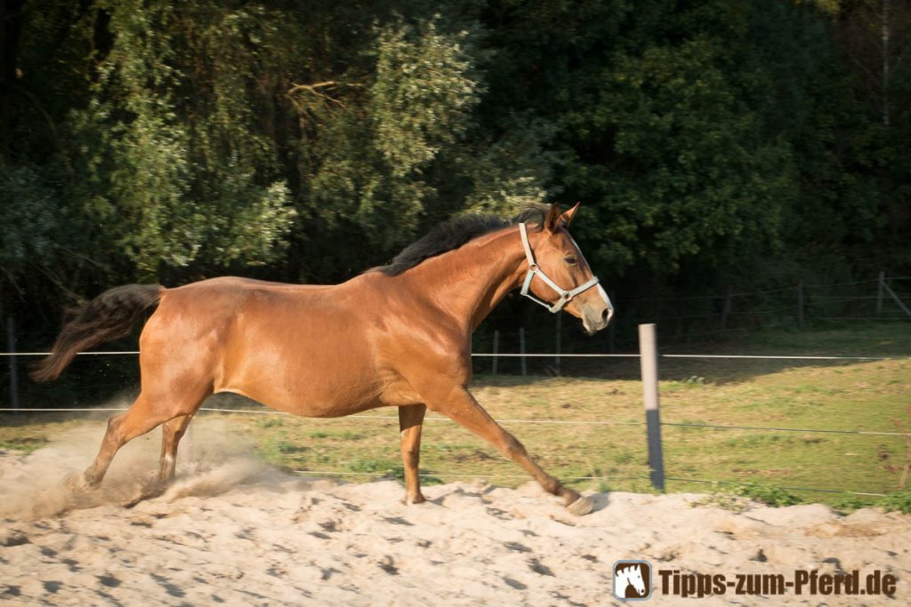 Die Lunge pflegen: Weniger Staub - Tipps zum Pferd Die Lunge pflegen: Weniger Staub - Tipps zum Pferd