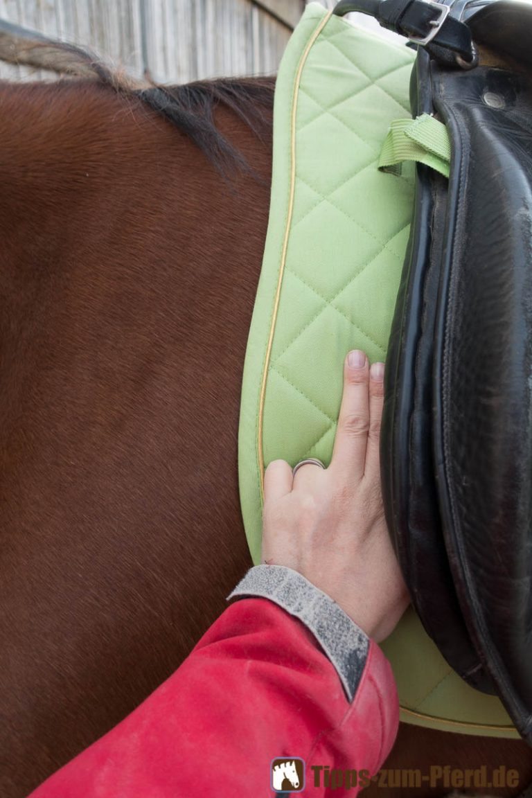 Reiten mit Gerte - die Grundlagen einfach erklärt - Tipps zum Pferd