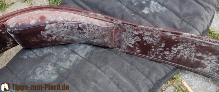 Reiten mit Gerte - die Grundlagen einfach erklärt - Tipps zum Pferd