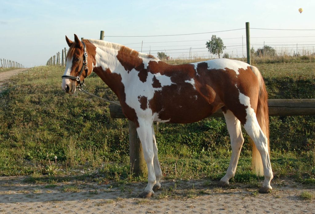 Schweif pflegen: So wirds ein schöner Schweif - Tipps zum Pferd - Tipps ...