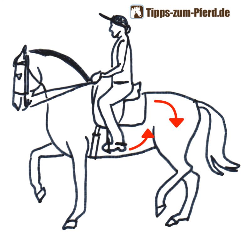 Sporen - wann verwenden und wie einsetzen (GRUNDLAGEN) - Tipps zum Pferd